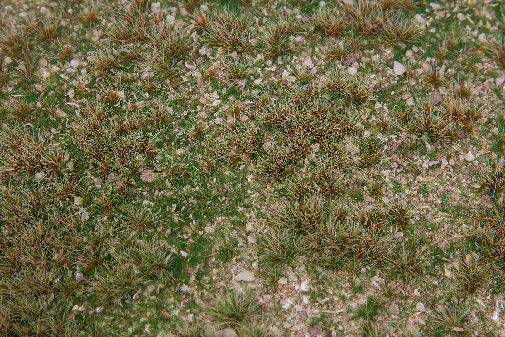 Segment de paysage PREMIUM, Champ d'herbes sauvages | Champs & prairies ...